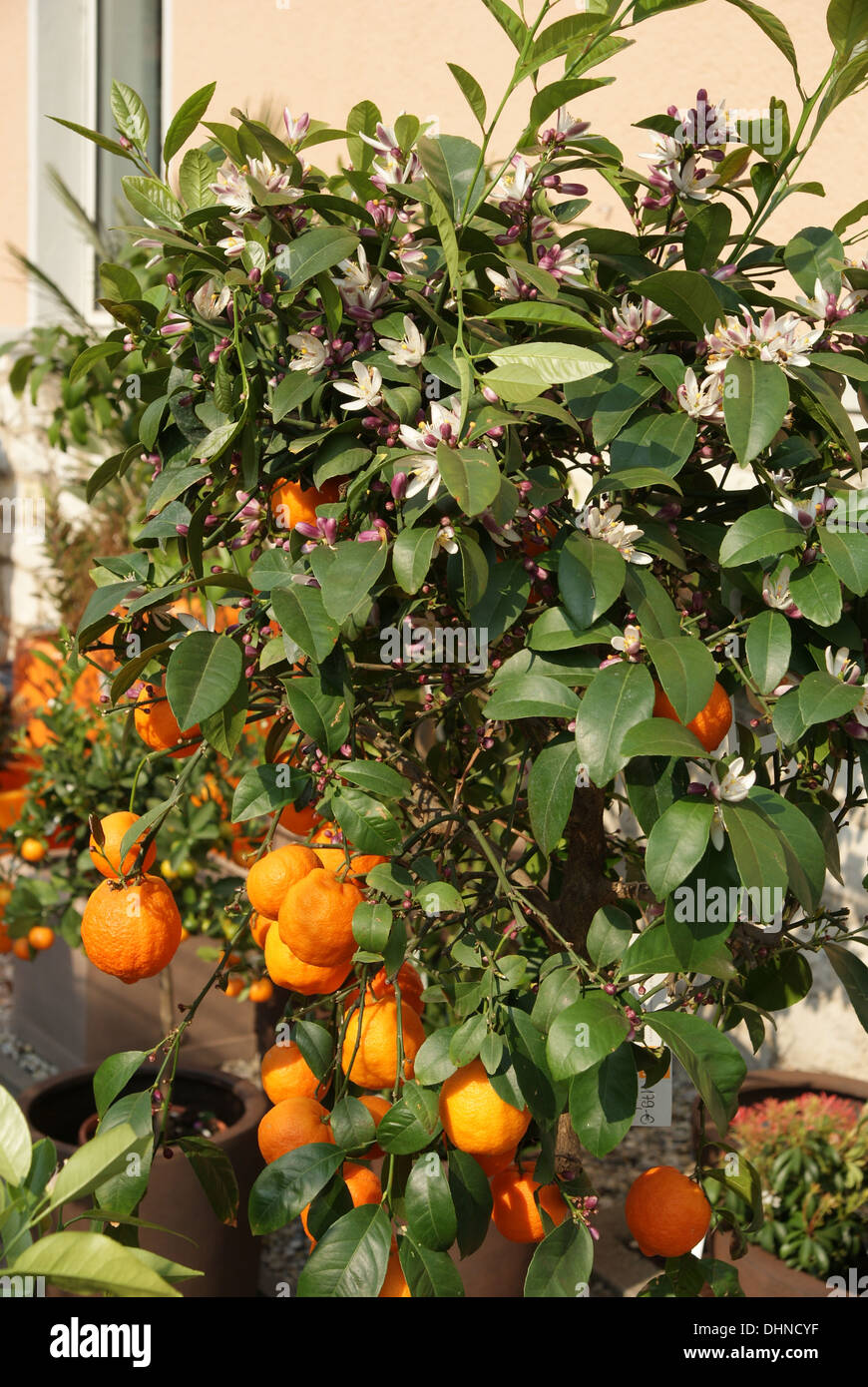 Orangenbaum citrus sinensis hi-res stock photography and images - Alamy