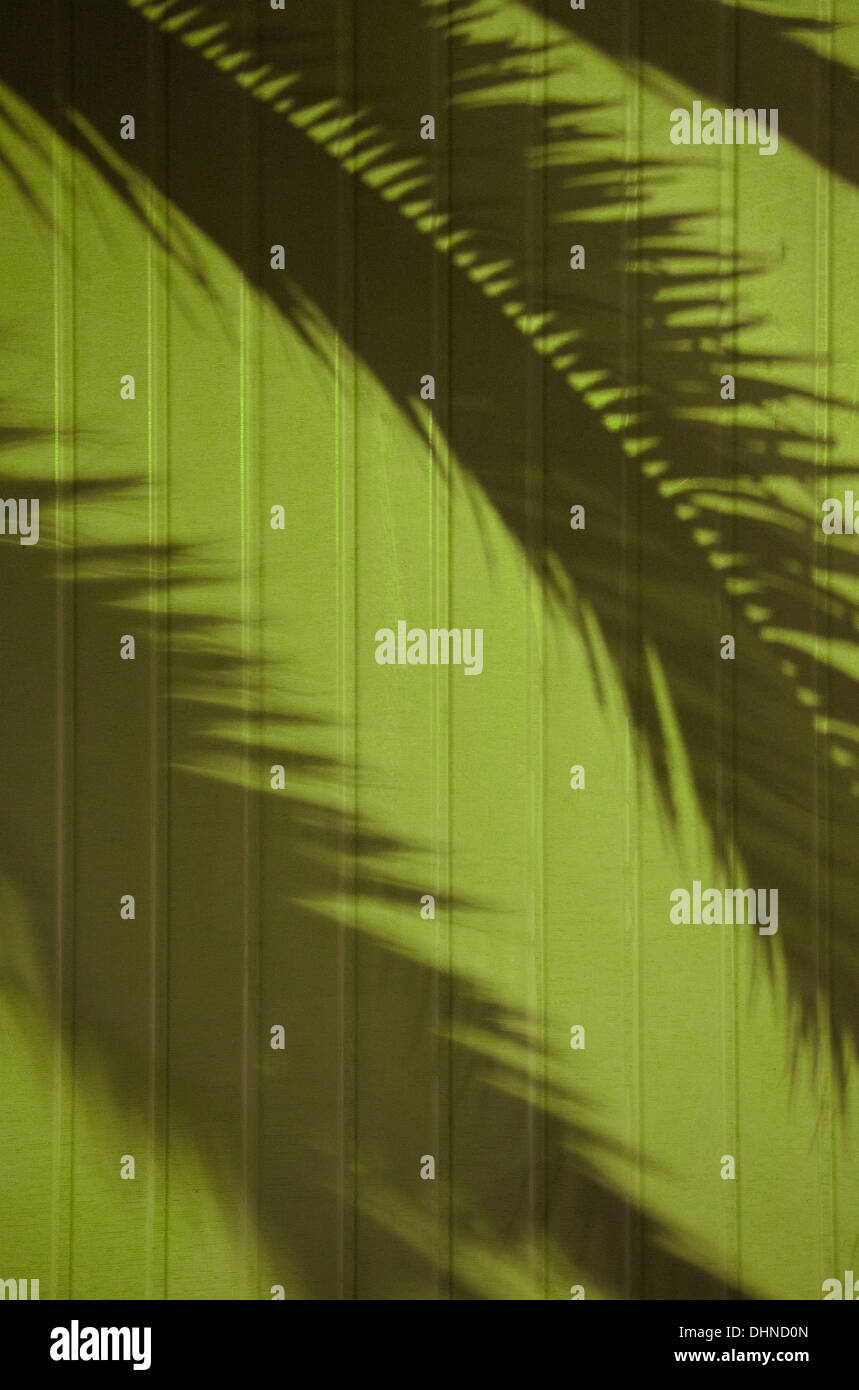 Palm Leaves Shadows Stock Photo - Alamy