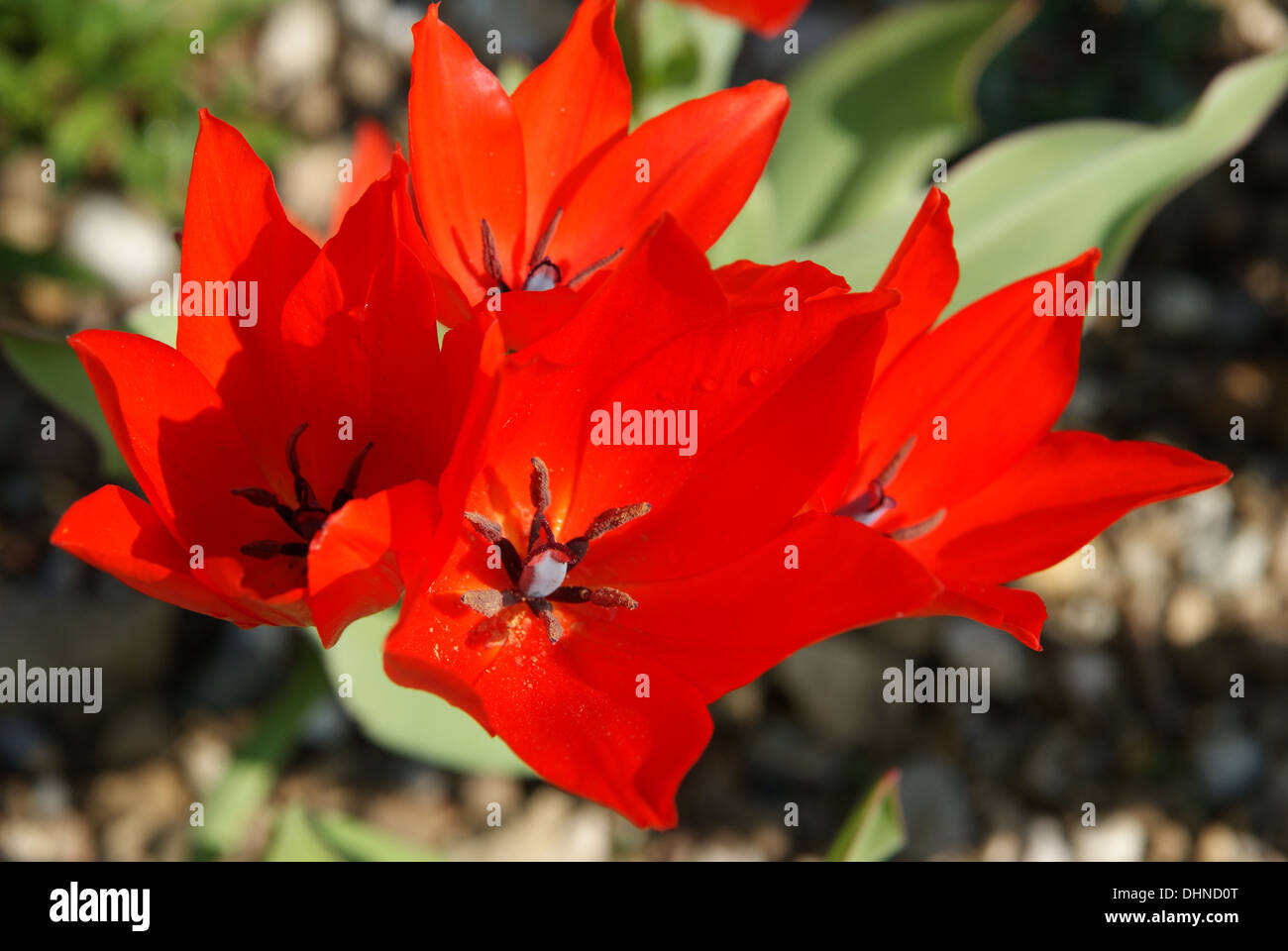 Tulipa praestans fusilier bulb hi-res stock photography and images - Alamy