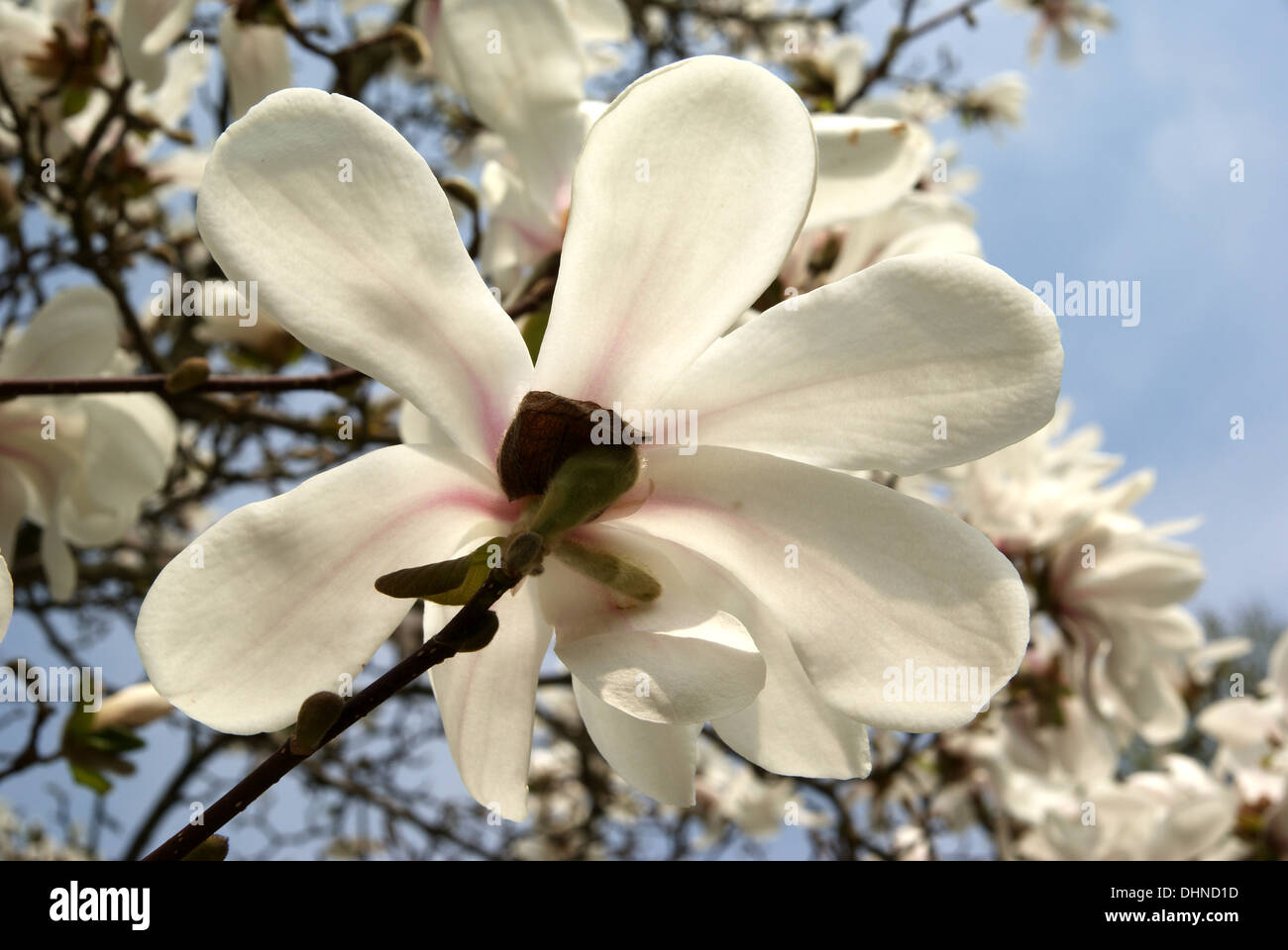 Magnolia stellata and magnolia kobus hi-res stock photography and ...