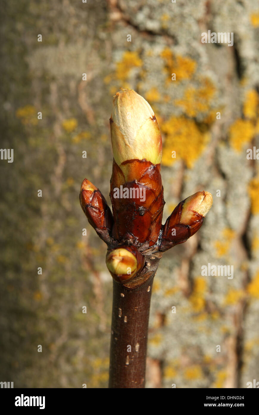 Chestnut shoot hi-res stock photography and images - Alamy