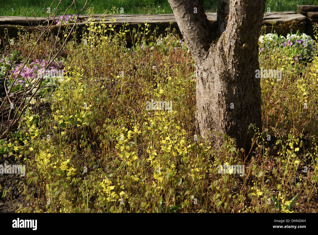 Barrenwort hi-res stock photography and images - Alamy