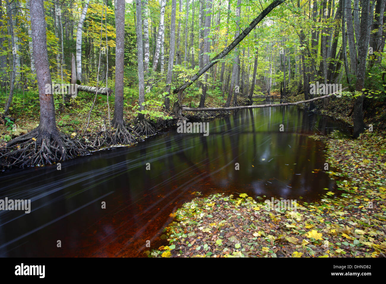 Ancient valley of Poruni River in Poruni boreo-nemoral Forest, Estonia ...