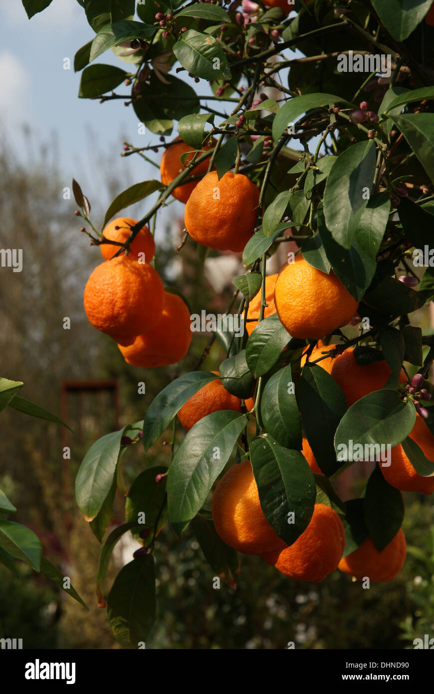 Tree trees rutaceae hi-res stock photography and images - Alamy