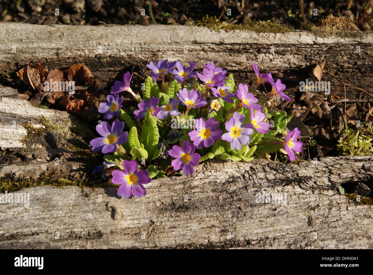 Common primrose hi-res stock photography and images - Alamy