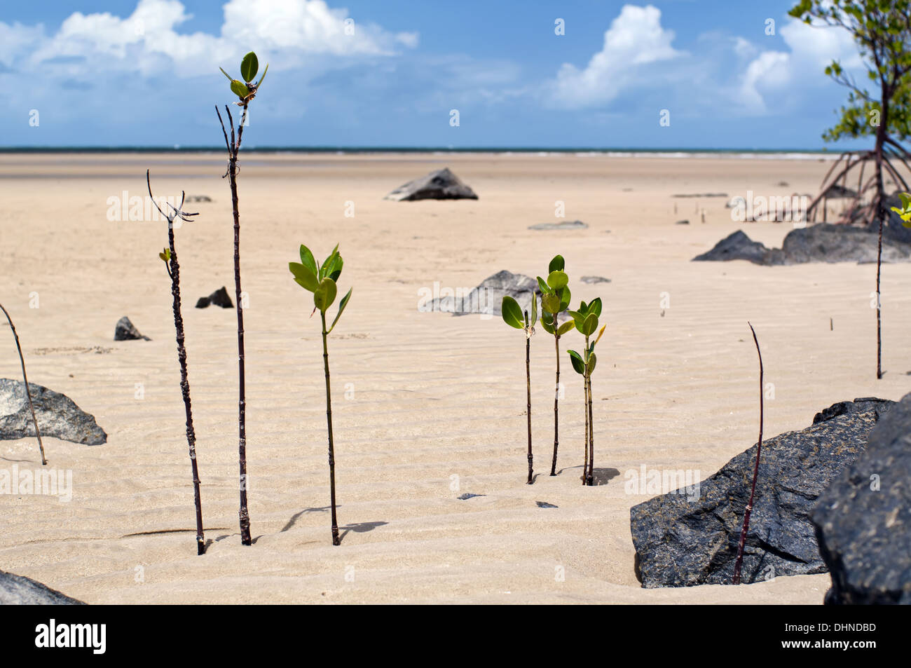 Mangroves sand hi-res stock photography and images - Alamy