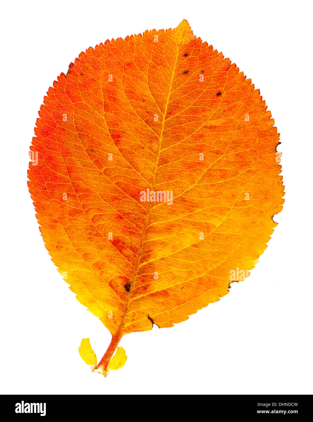 Autumn leaf colors Stock Photo - Alamy