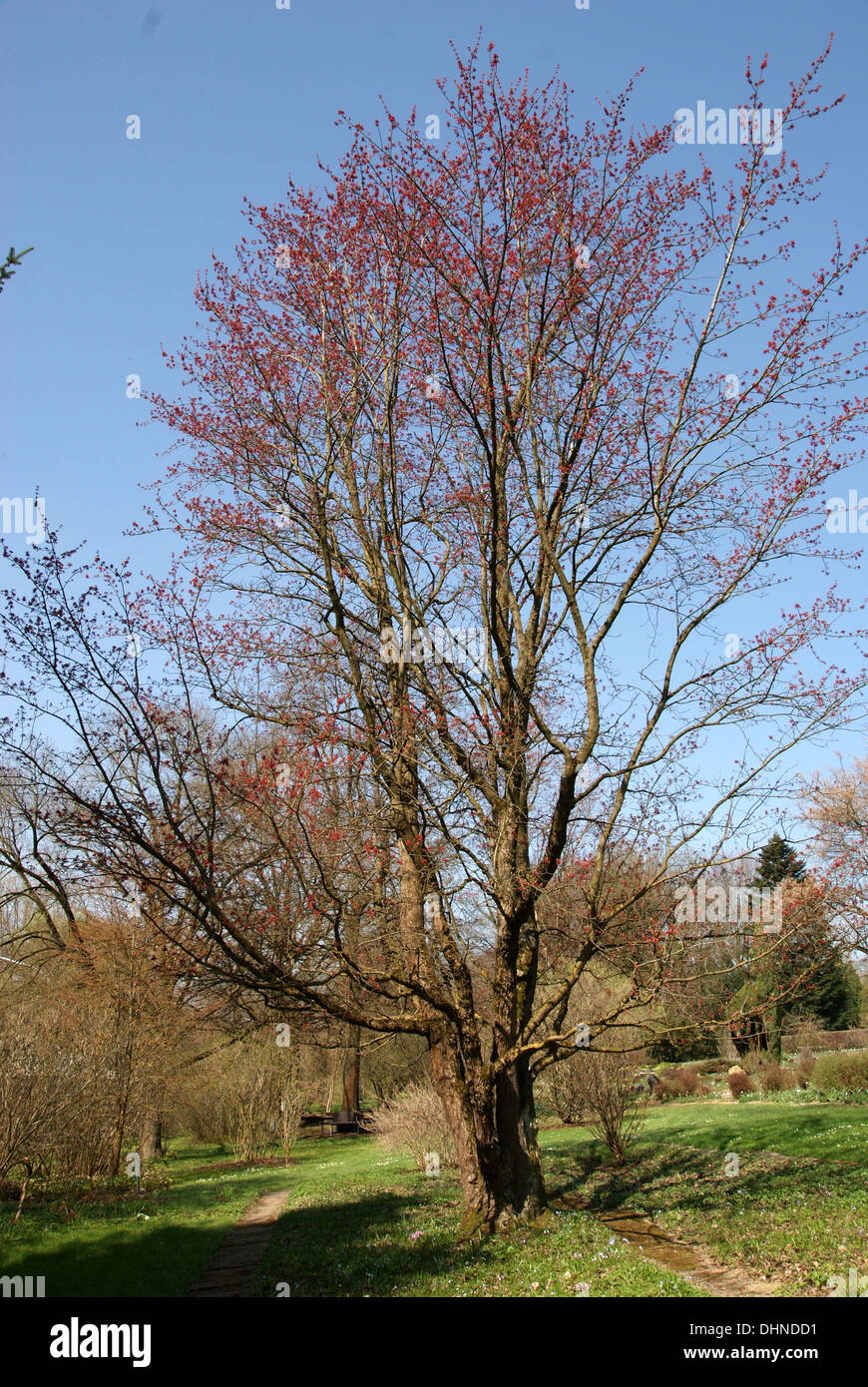Red flowering maple hi-res stock photography and images - Alamy