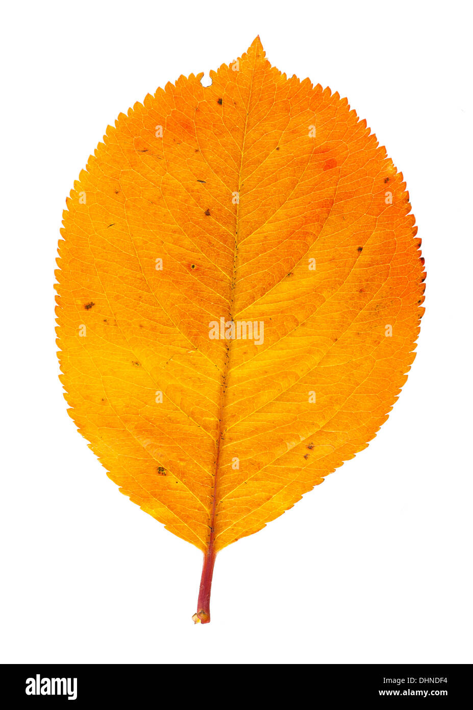 Leaf colors hi-res stock photography and images - Alamy
