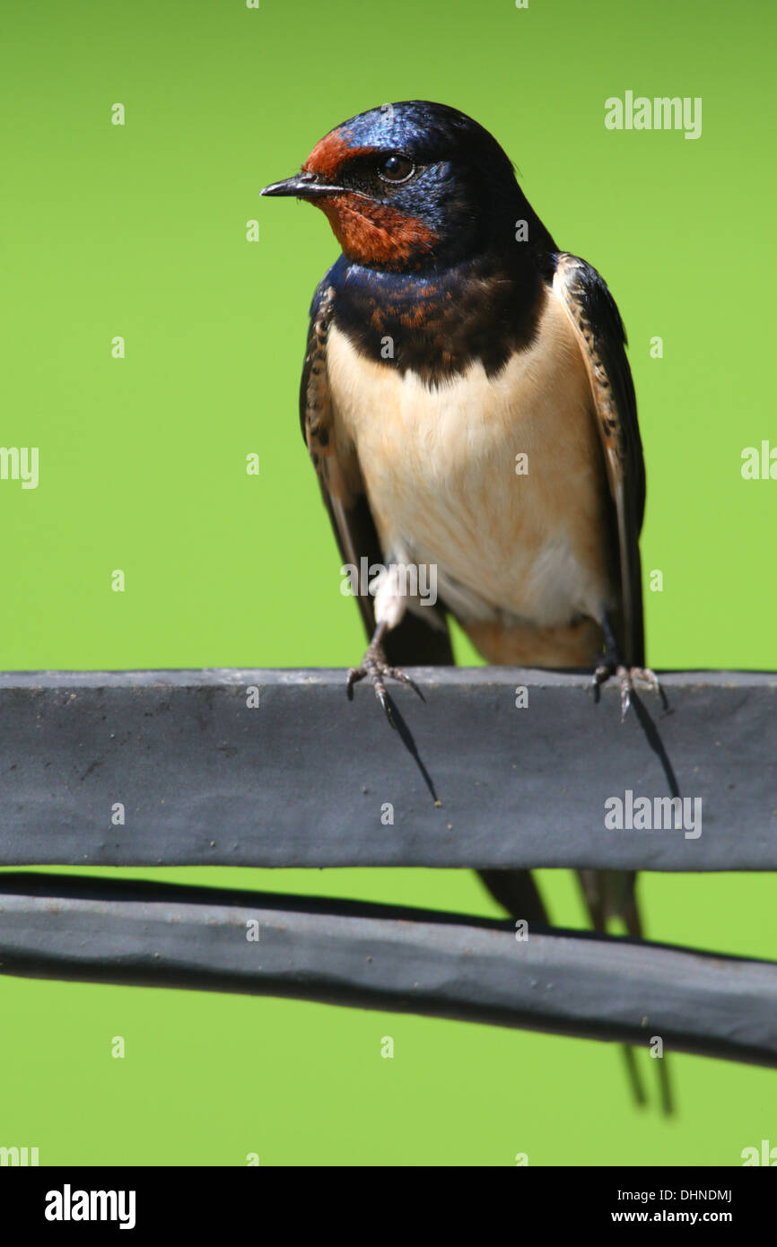 Hirundo hi-res stock photography and images - Alamy