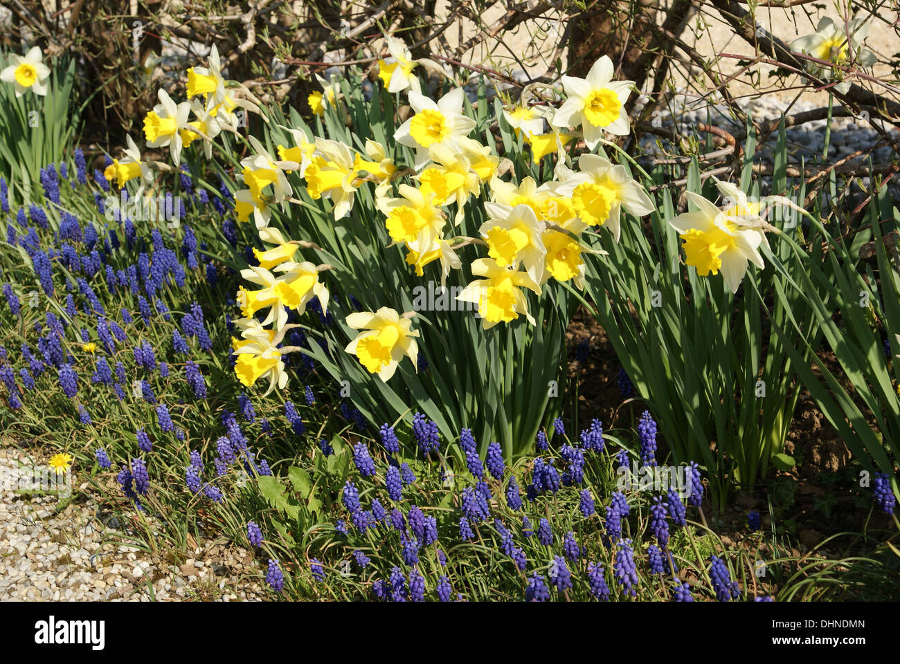 Daffodils and grape hyacinths hi-res stock photography and images - Alamy