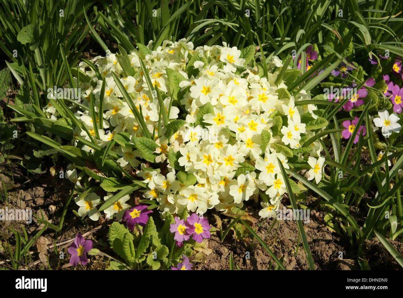 Common primrose hi-res stock photography and images - Alamy
