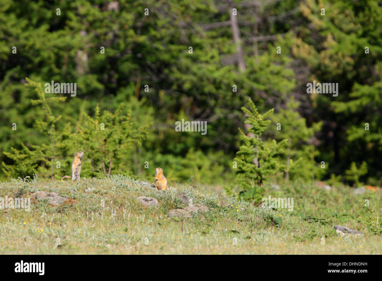 Long-tailed Ground Squirrells (Spermophilus undulatus) in their habitat ...