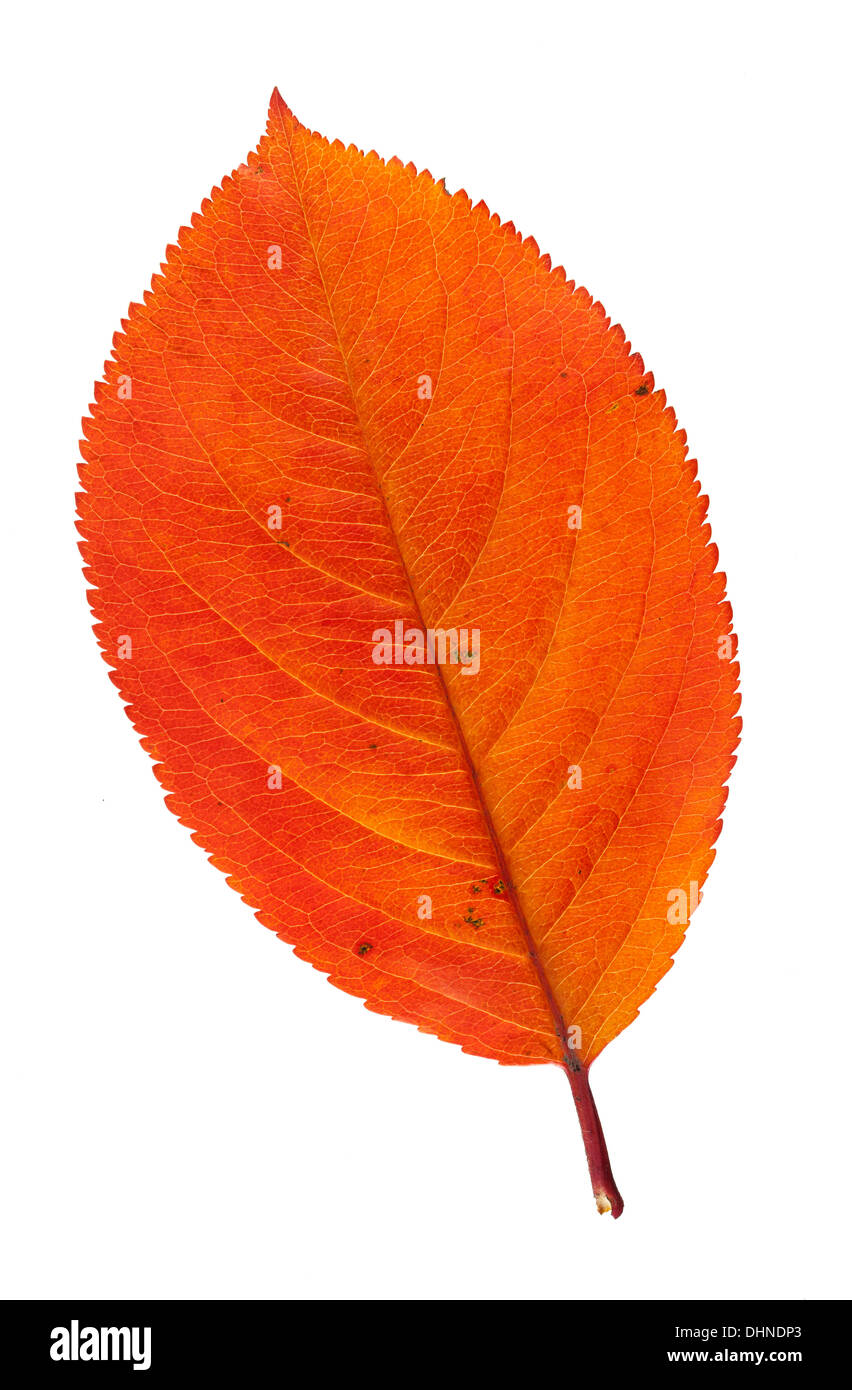 Autumn Cut Out Stock Images & Pictures - Alamy