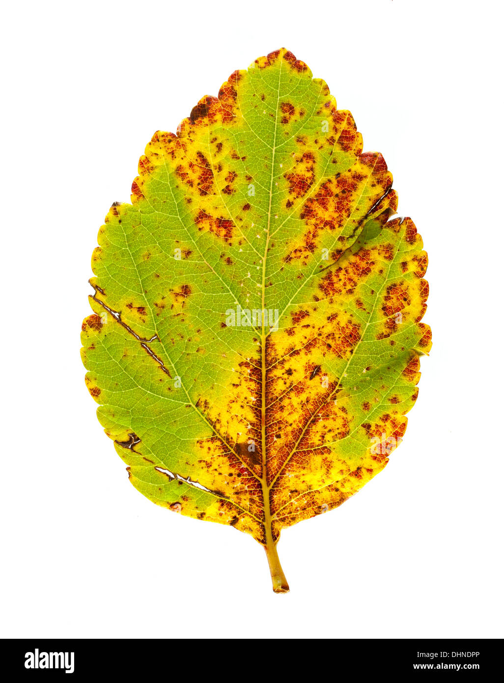 Autumn leaf colors Stock Photo - Alamy