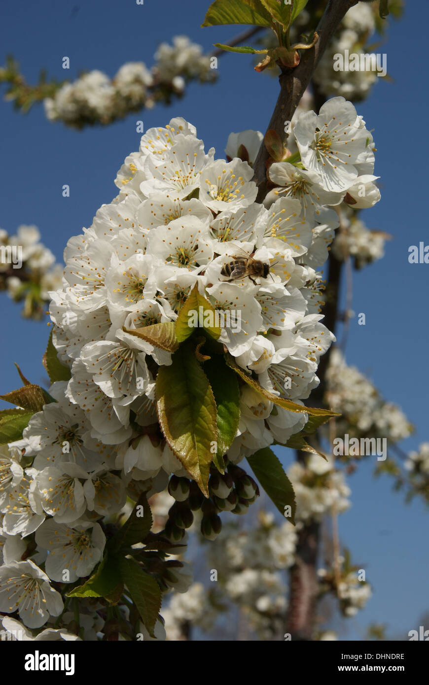 Cherry pollen hi-res stock photography and images - Alamy