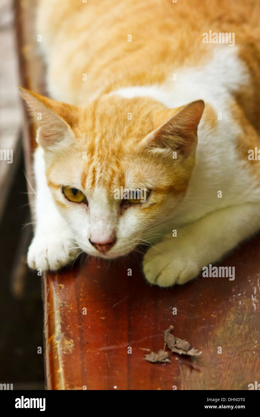 Cat eyes close up stripped hi-res stock photography and images - Alamy