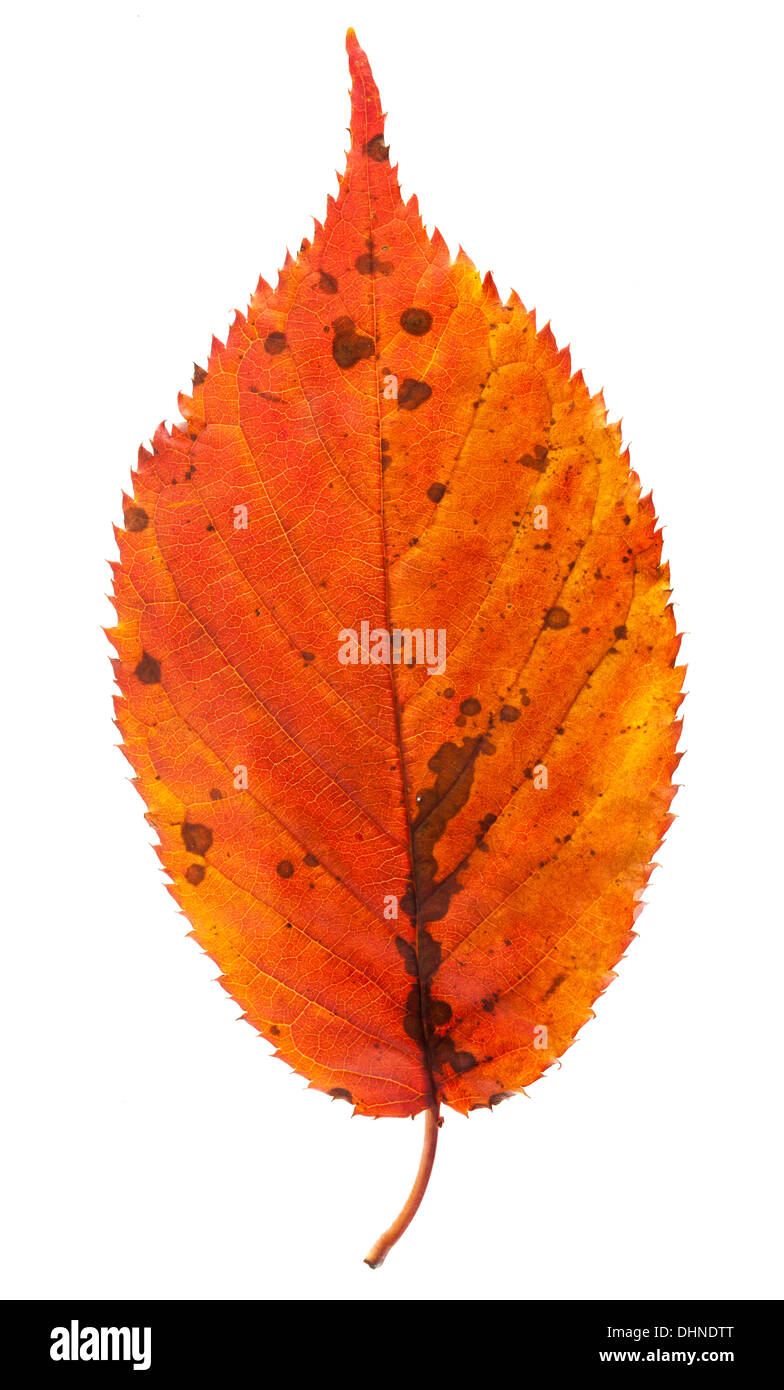 Autumn leaf colors Stock Photo - Alamy