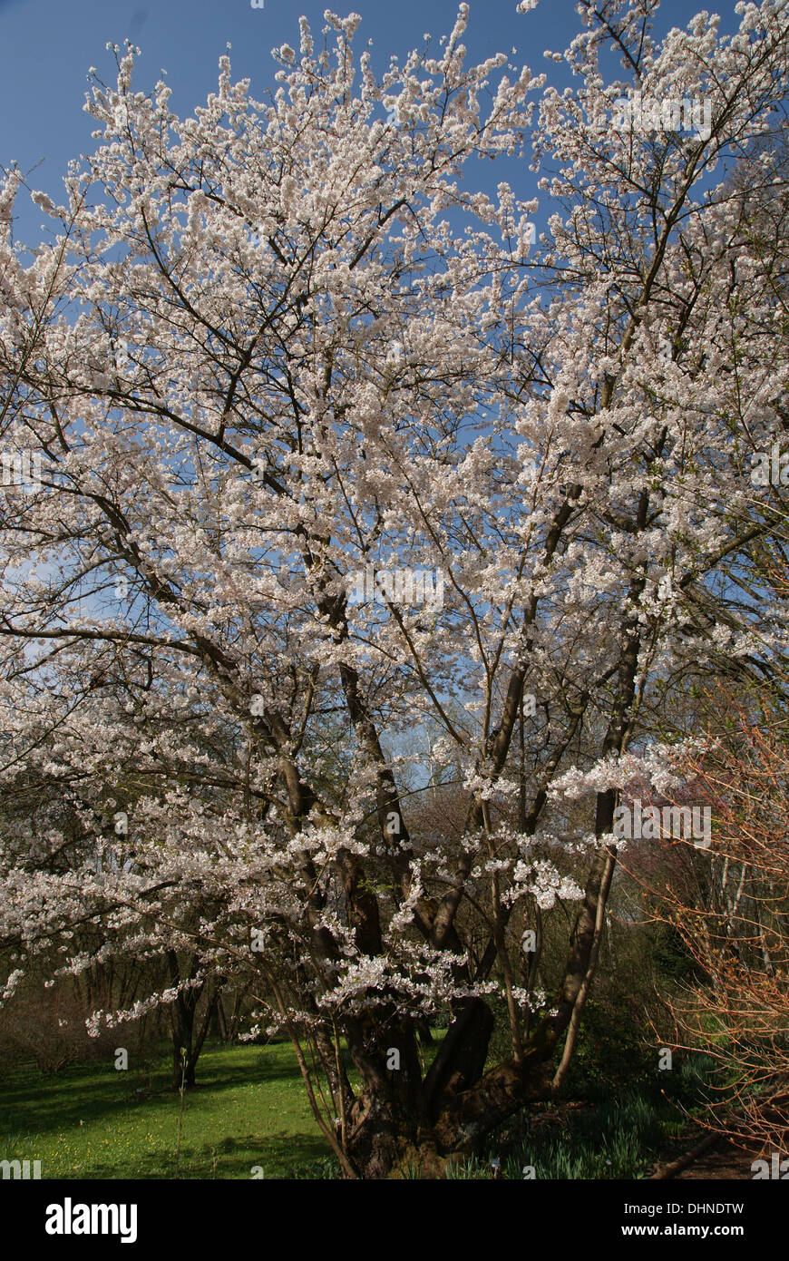 Yoshino cherry trees hi-res stock photography and images - Alamy