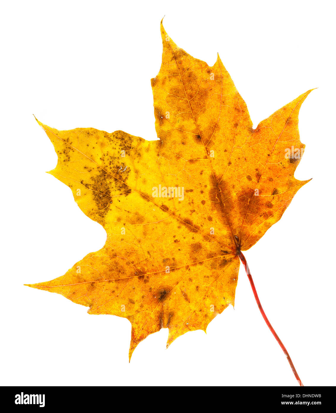 Autumn leaf colors Stock Photo - Alamy