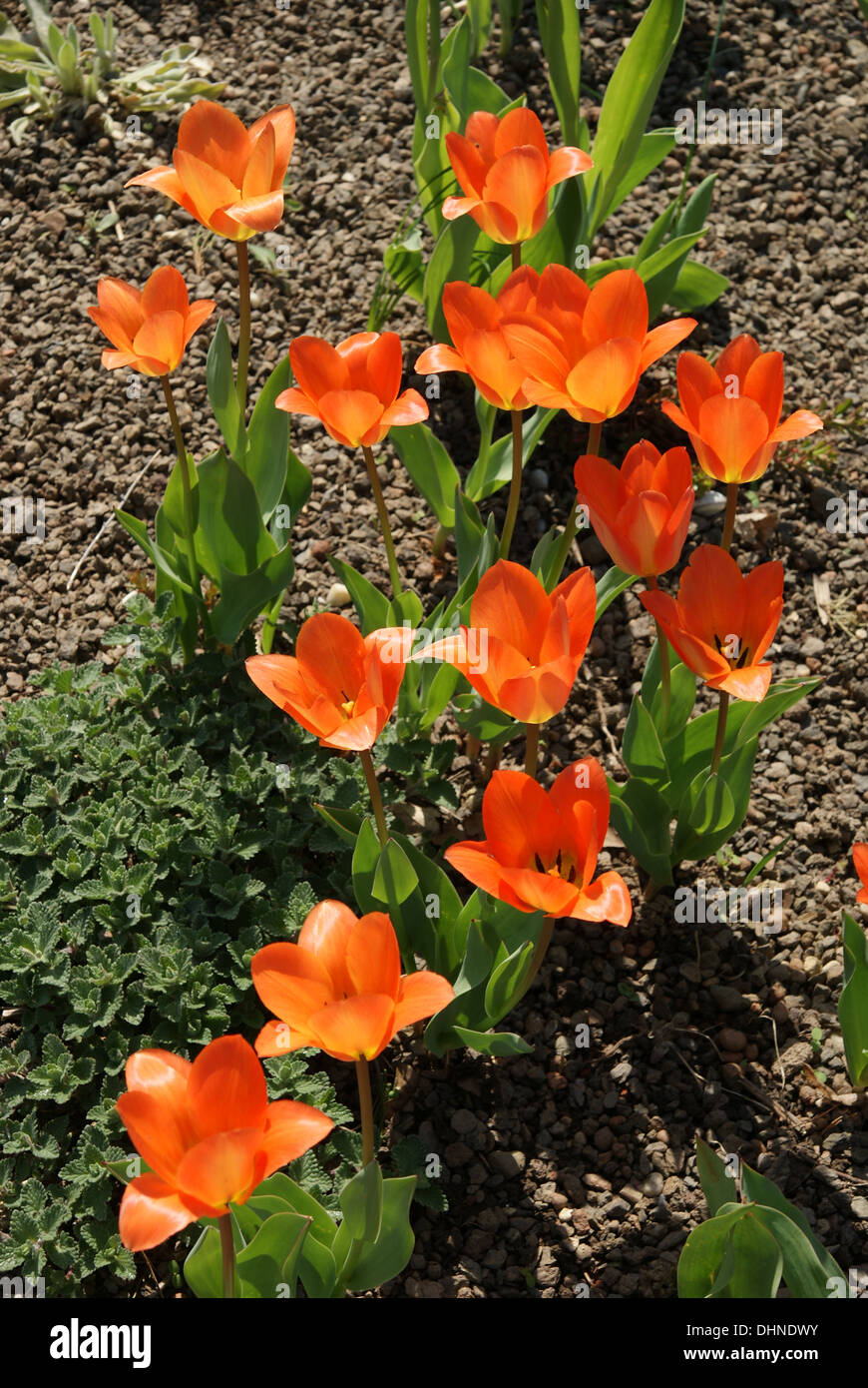 Forsteriana tulpe hi-res stock photography and images - Alamy