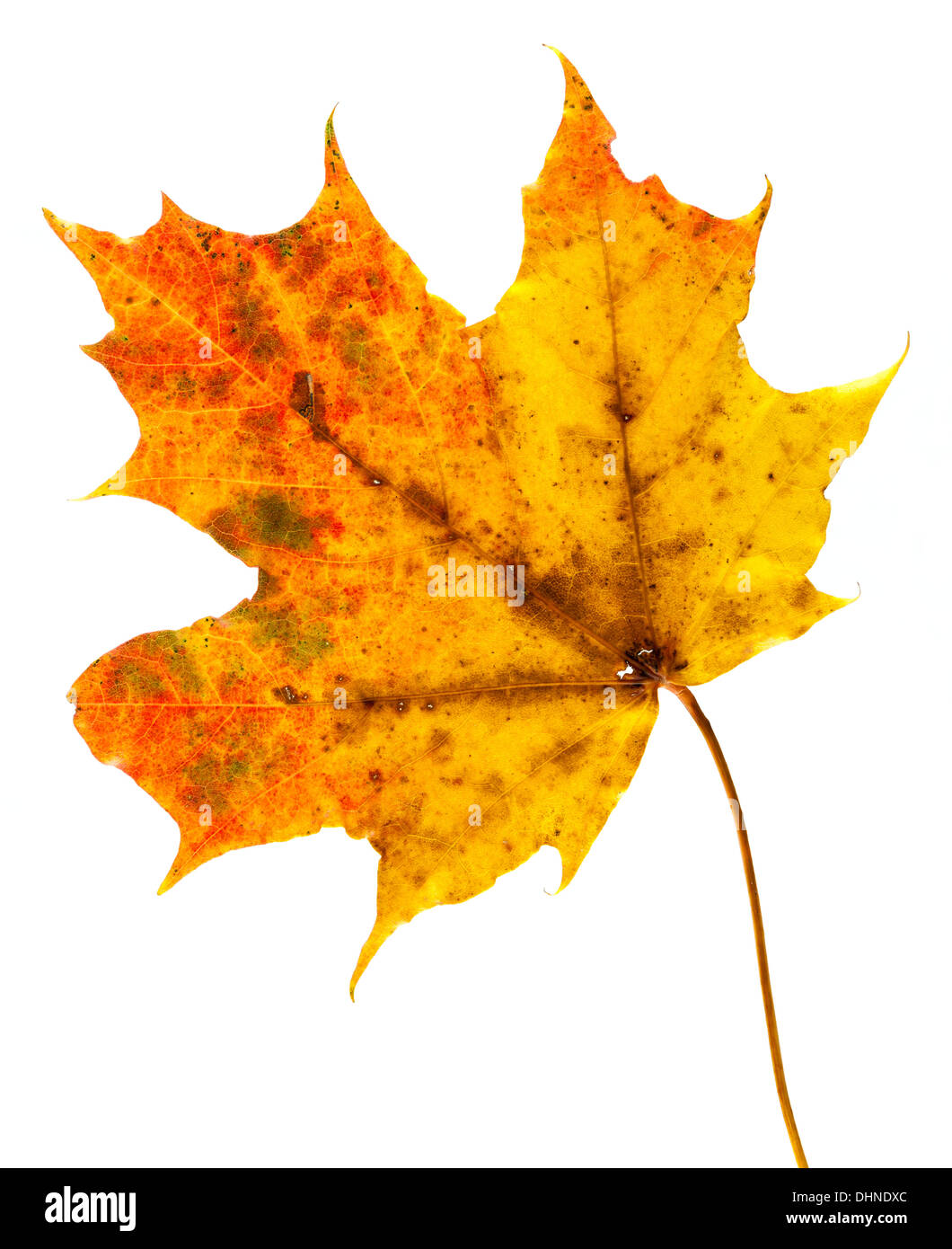 Autumn leaf colors Stock Photo - Alamy