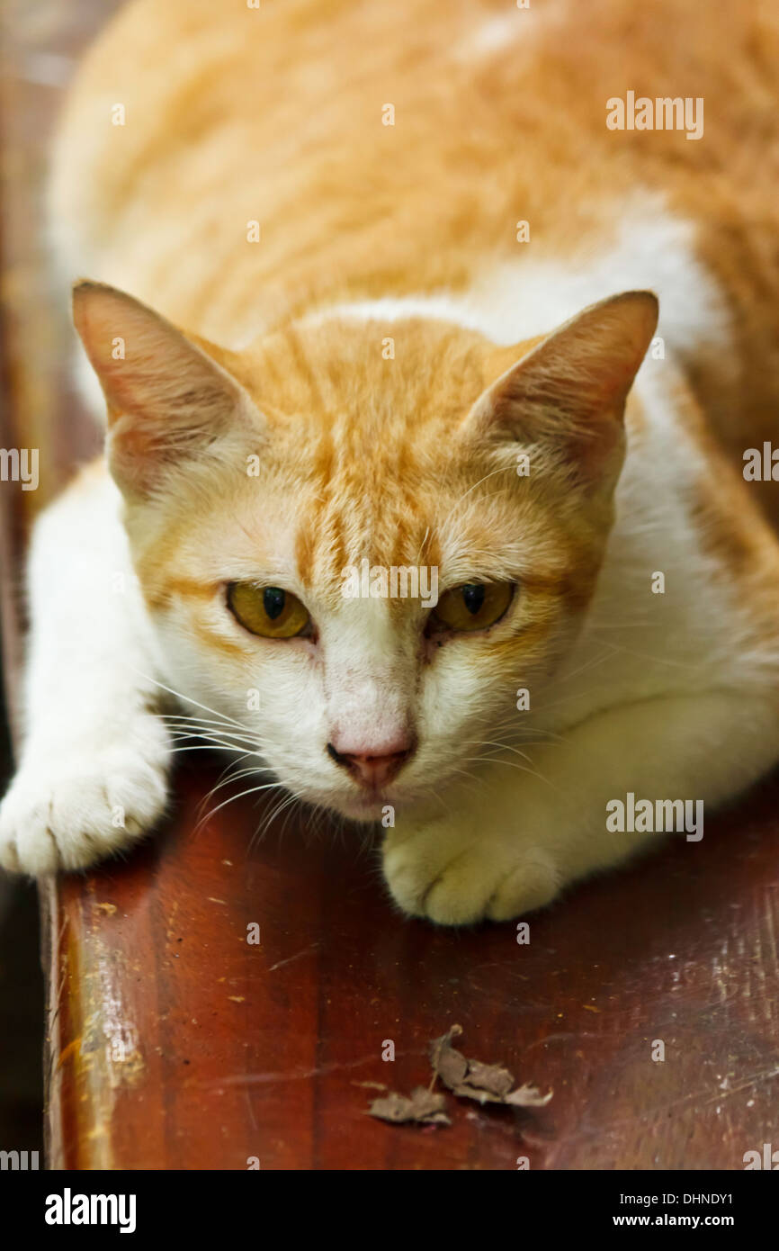 Little cat hi-res stock photography and images - Alamy