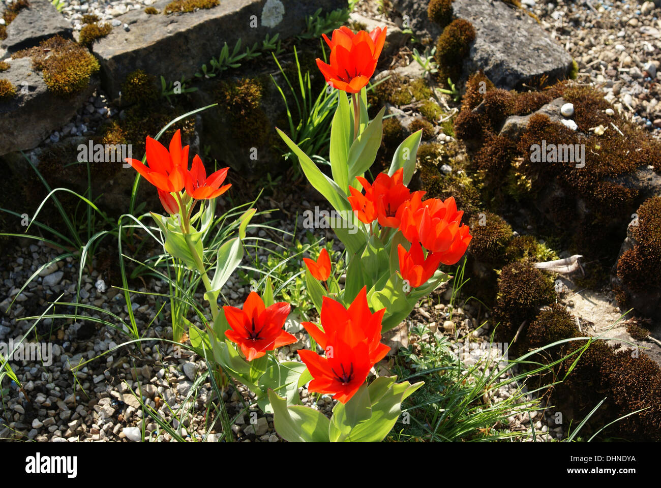 Tulpe praestans fusilier hi-res stock photography and images - Alamy