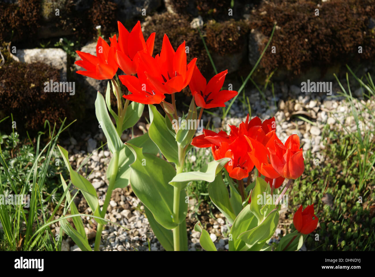 Tulpe praestans fusilier hi-res stock photography and images - Alamy