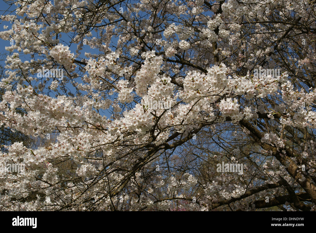 Japanese Yoshino Cherry Tree High Resolution Stock Photography and ...