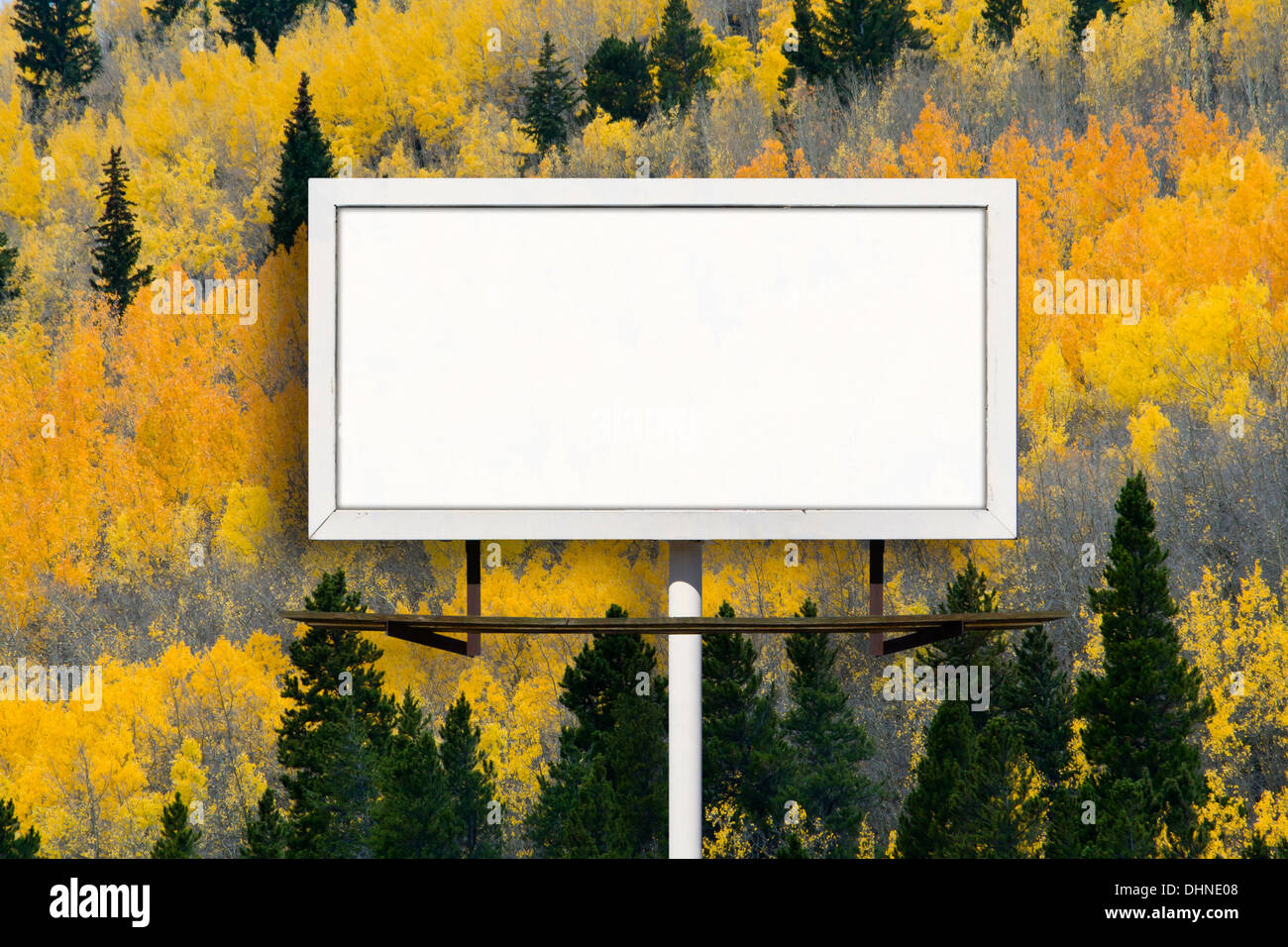 Blank billboard advertising sign with Fall aspen trees forest ...