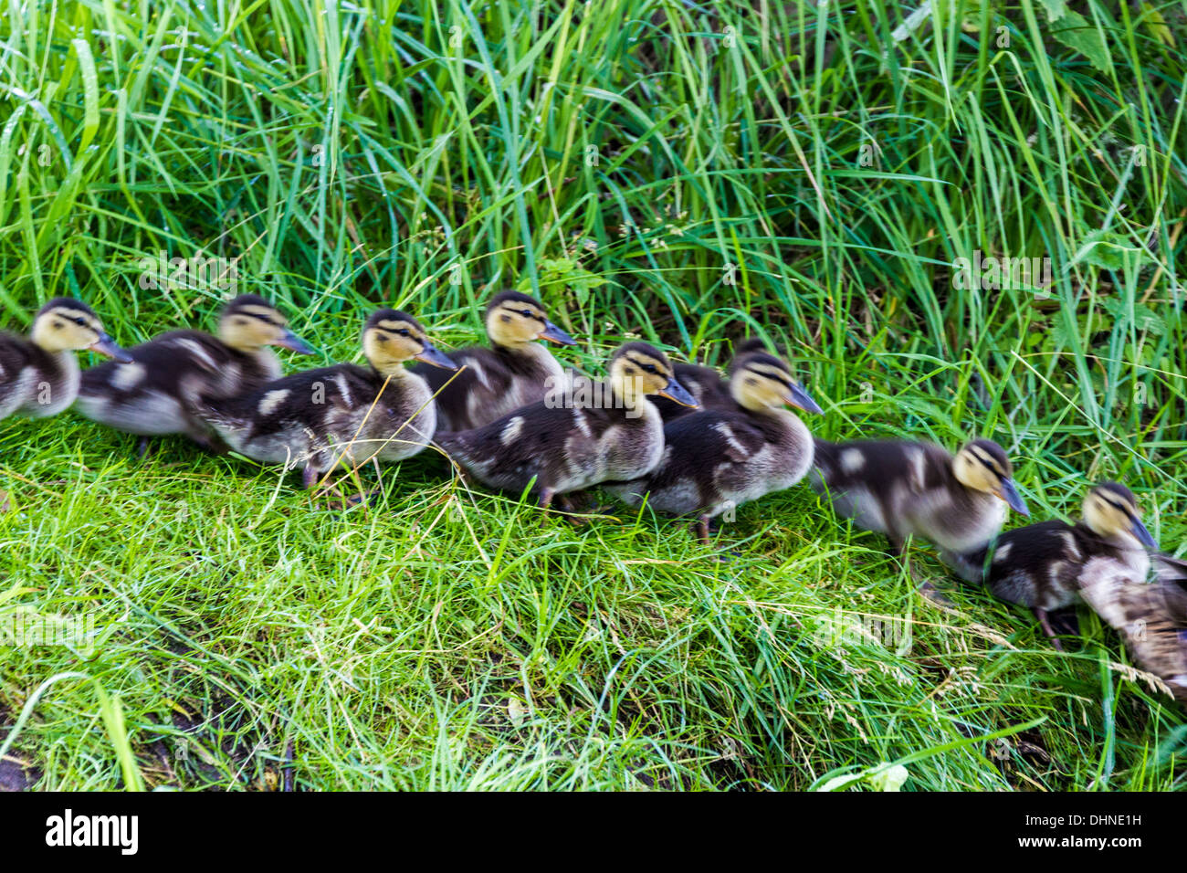 a row of ducklings jumping into the water Stock Photo - Alamy