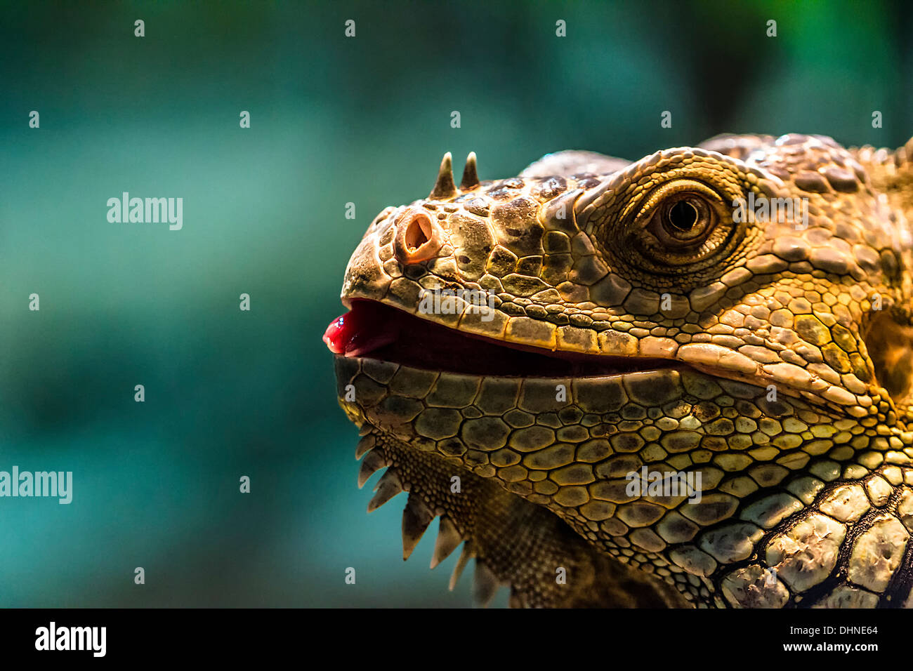 Leguan lizard hi-res stock photography and images - Alamy