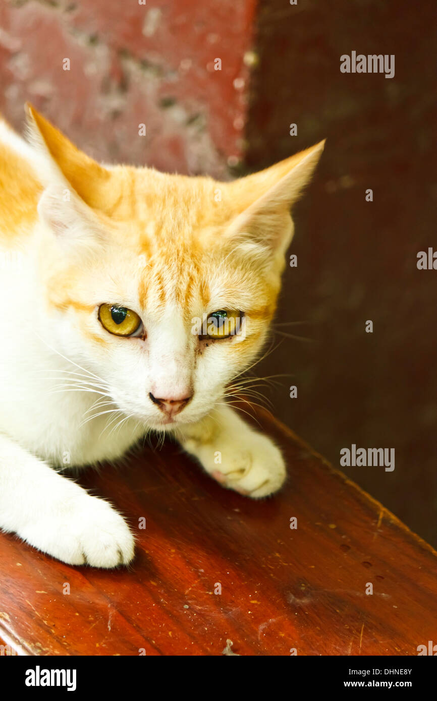 Little cat hi-res stock photography and images - Alamy