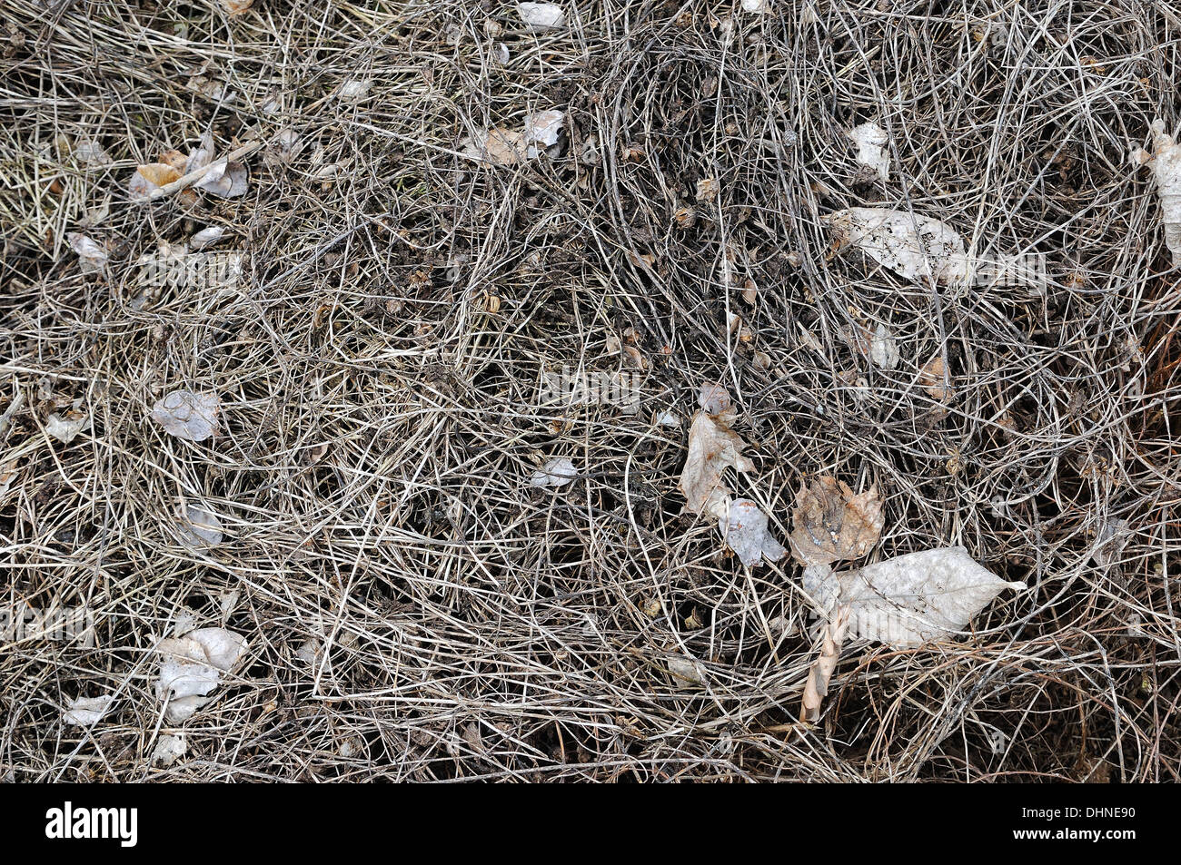 arid, pressed grass Stock Photo - Alamy