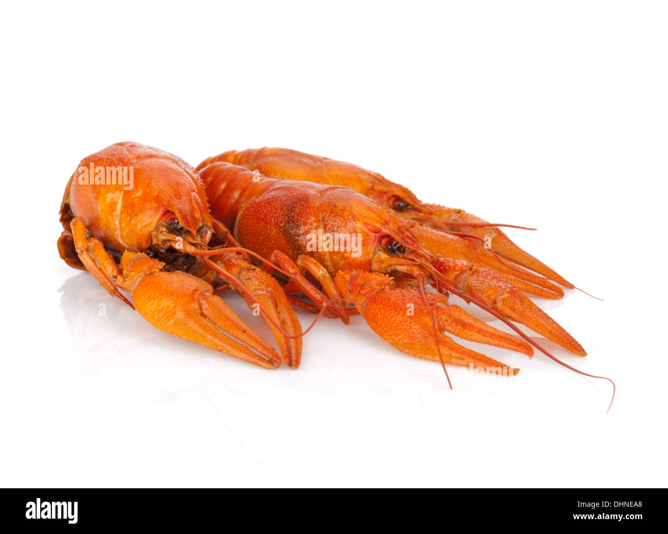 River crayfishes hi-res stock photography and images - Alamy