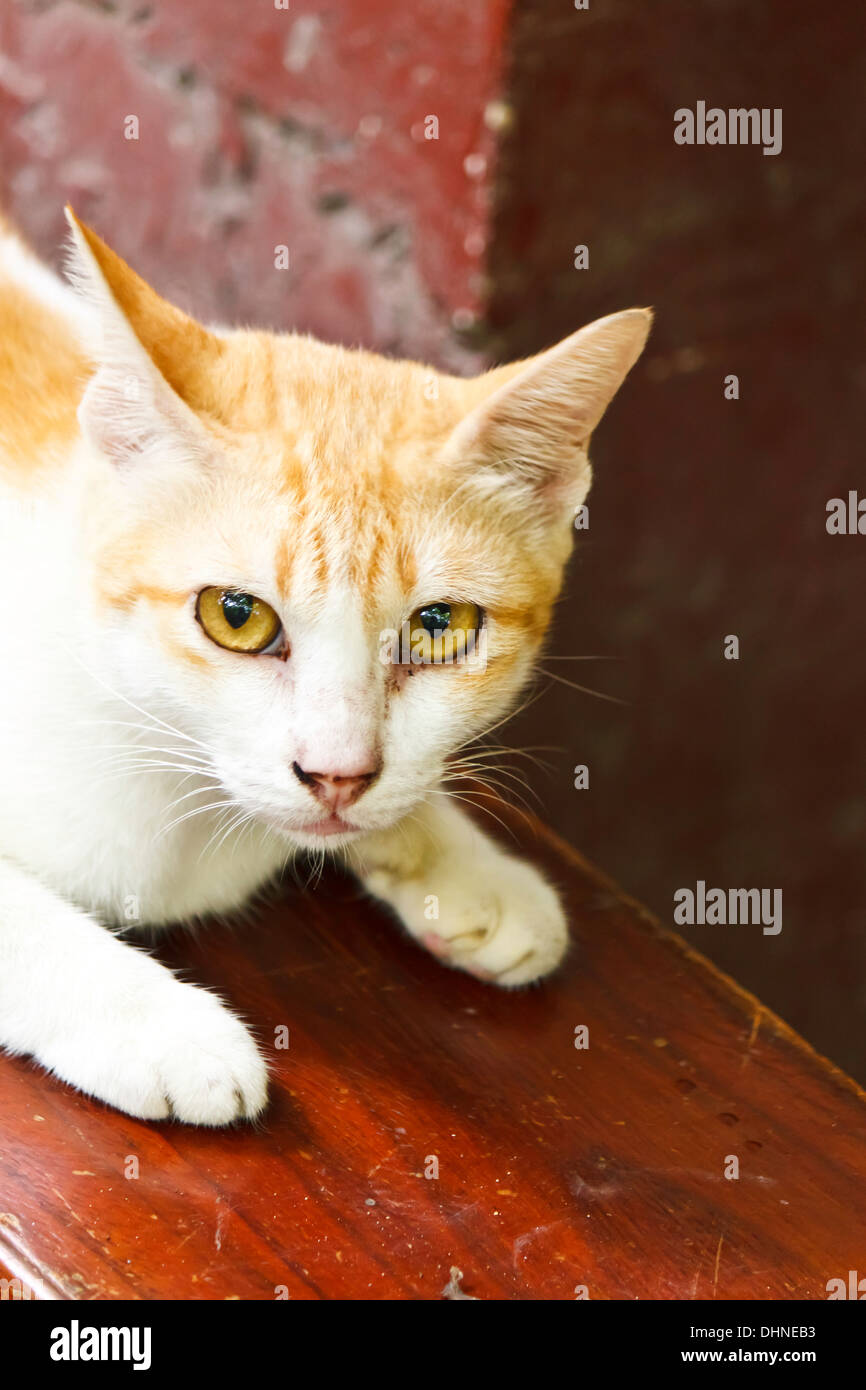 Little cat hi-res stock photography and images - Alamy
