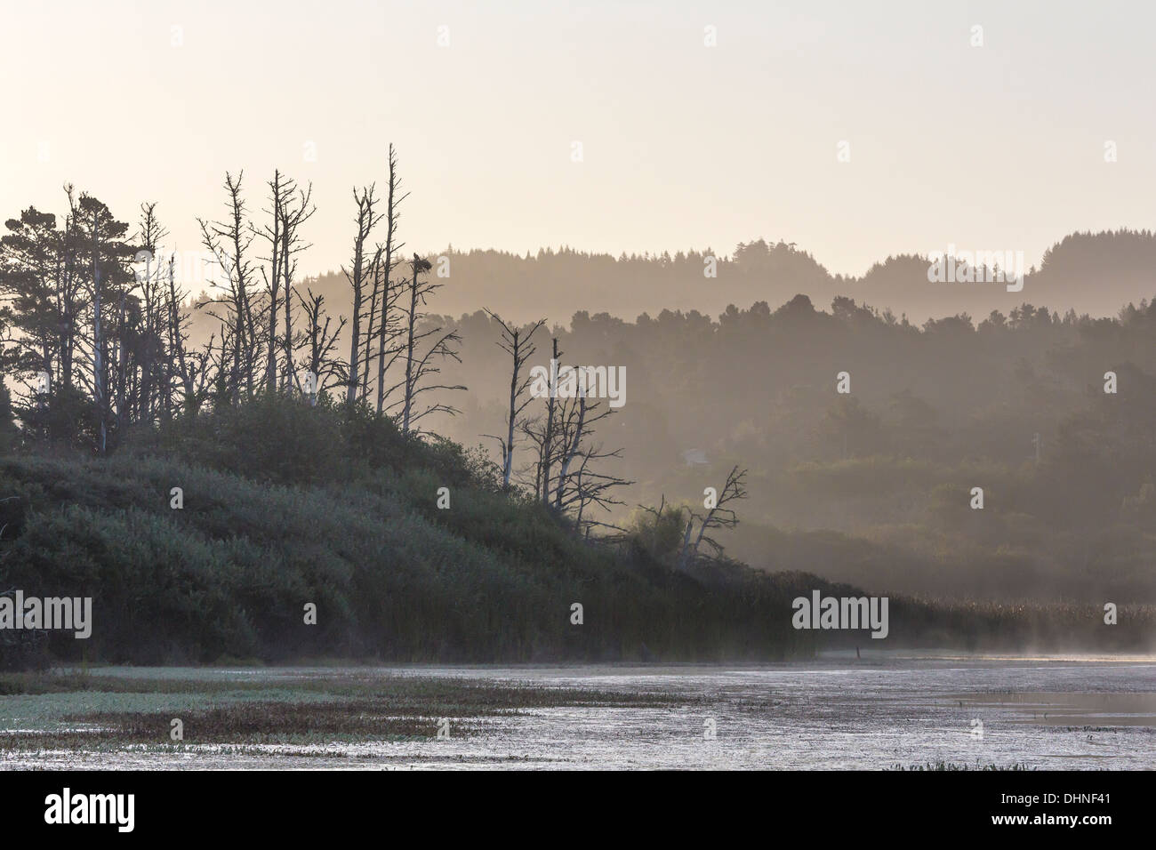 Misty morning on Lake Cleone in MacKerricher State Park, located on the ...