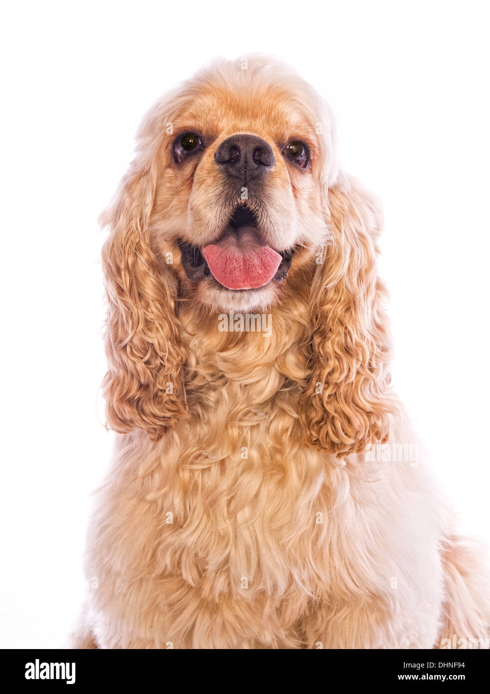 Buff Cocker Spaniel dog head shot mouth open isolated on white Stock ...