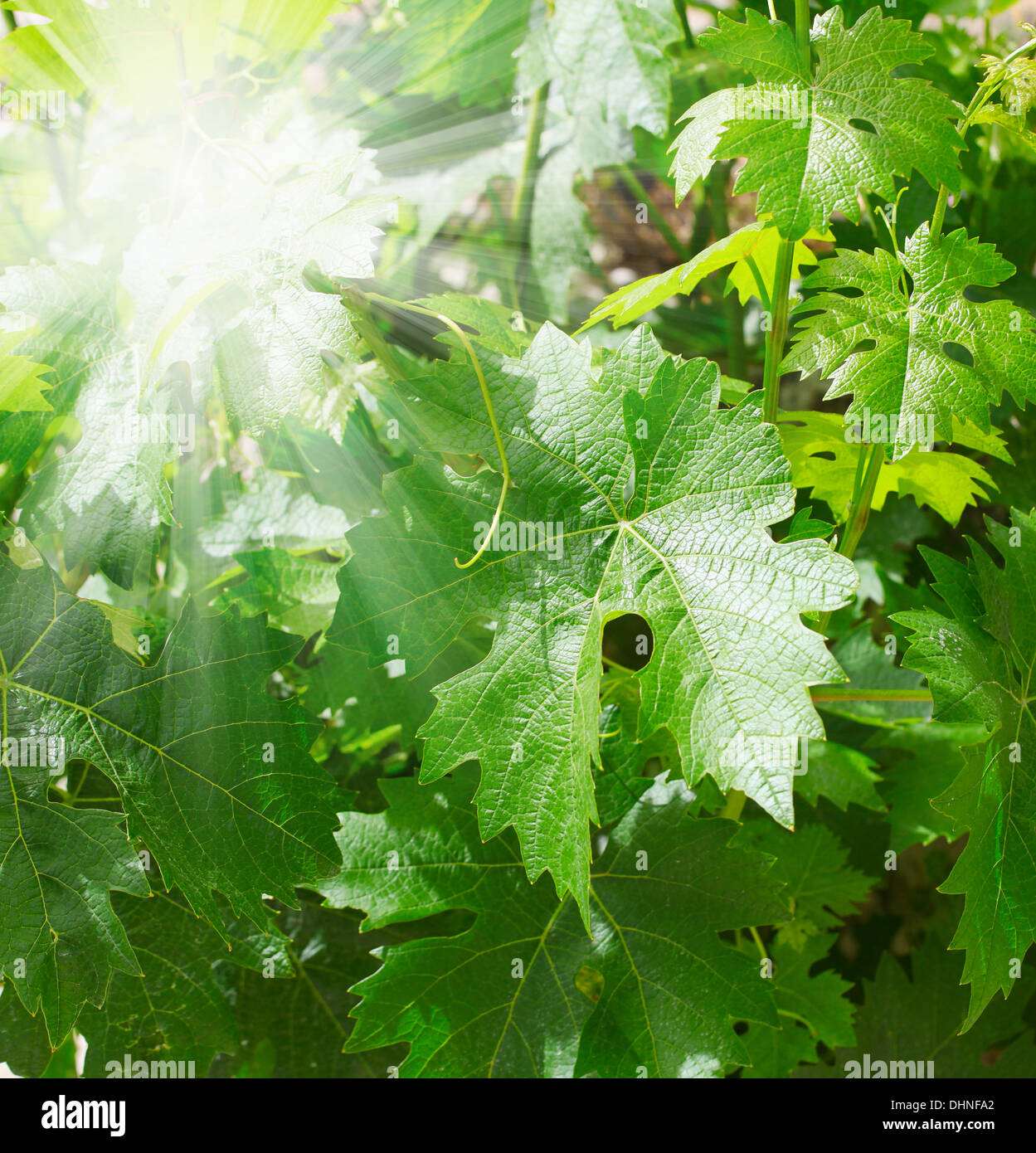 Green grape leaves Stock Photo - Alamy