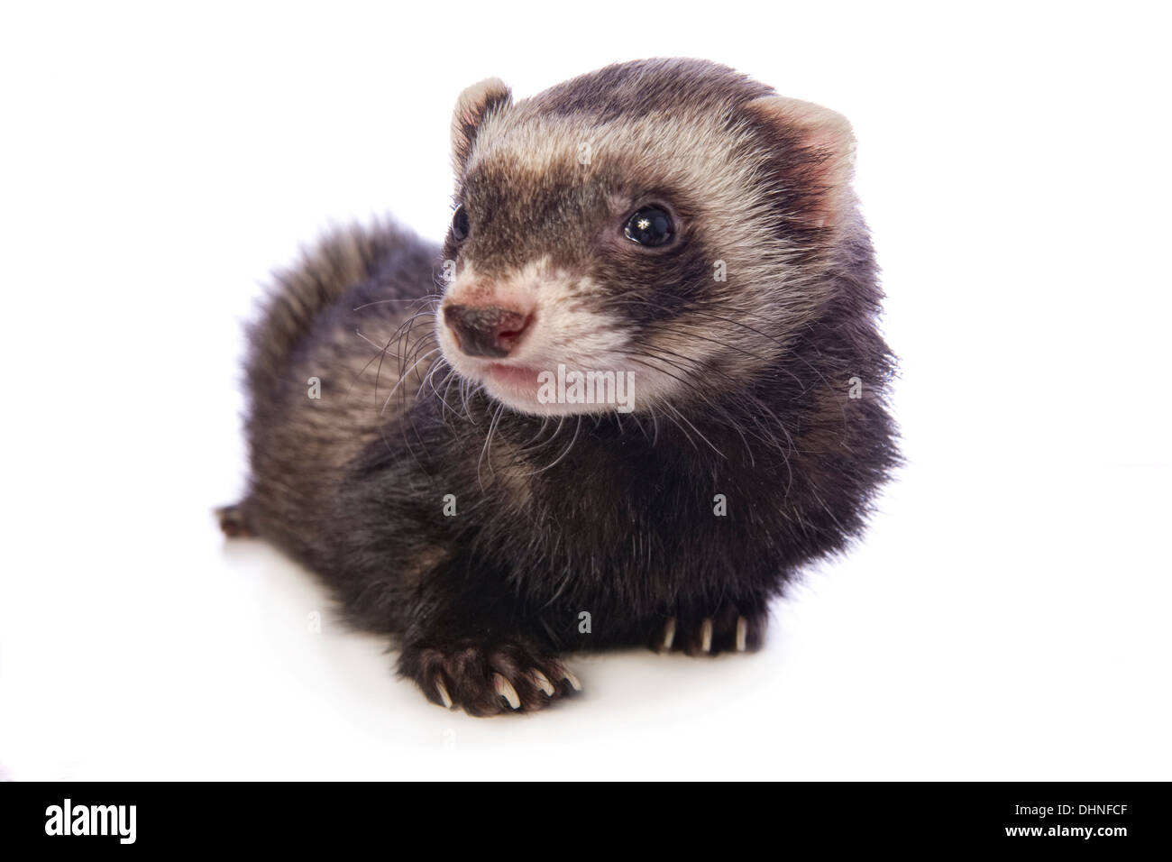 Closeup of ferret lying down isolated on white background Stock Photo ...