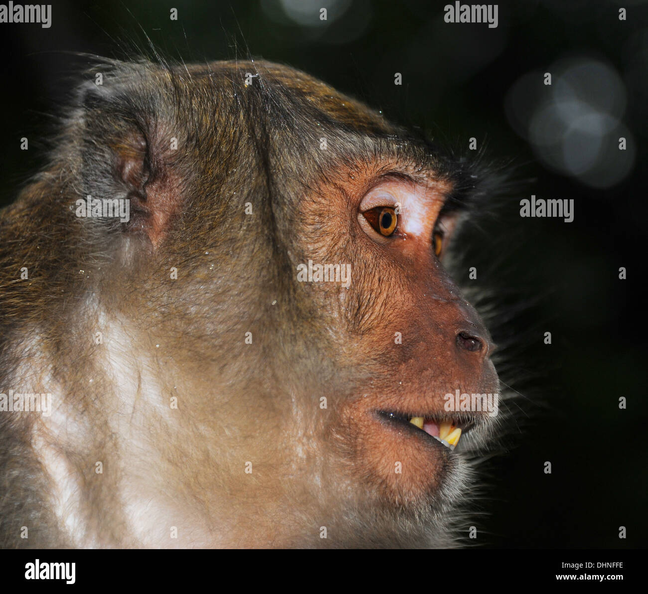 Close-up portrait of a monkey Stock Photo - Alamy