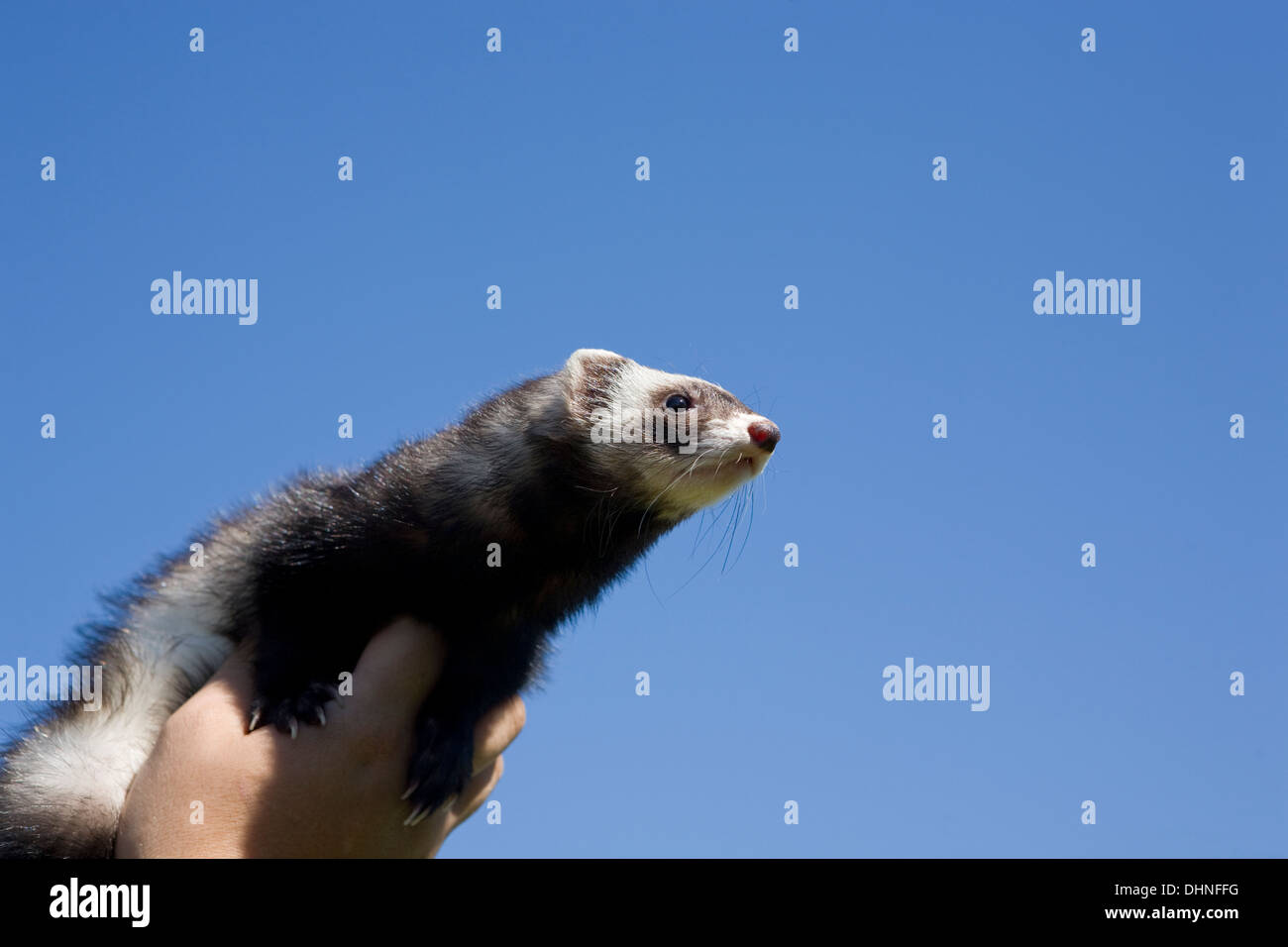 Sable ferret being held against blue sky Stock Photo - Alamy