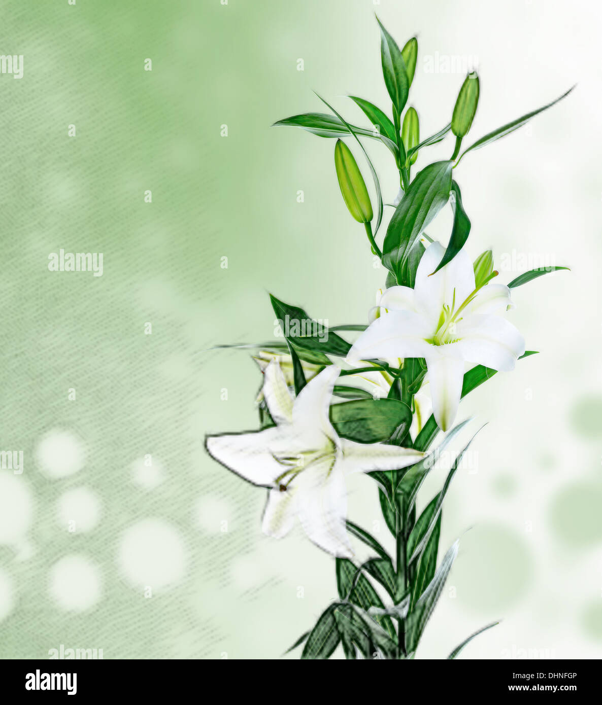 Beautiful white lily flowers Stock Photo - Alamy