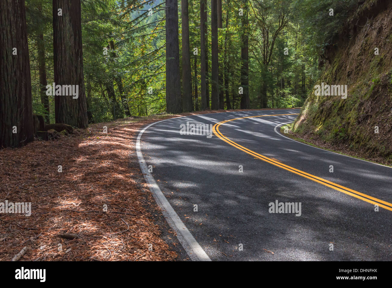 SR 1 winding through the vast Coast Redwood forest near the Pacific ...