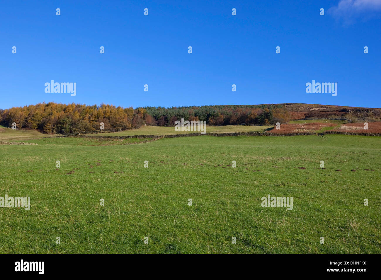Grassy meadows and colorful autumn trees in the upland landscape of the ...