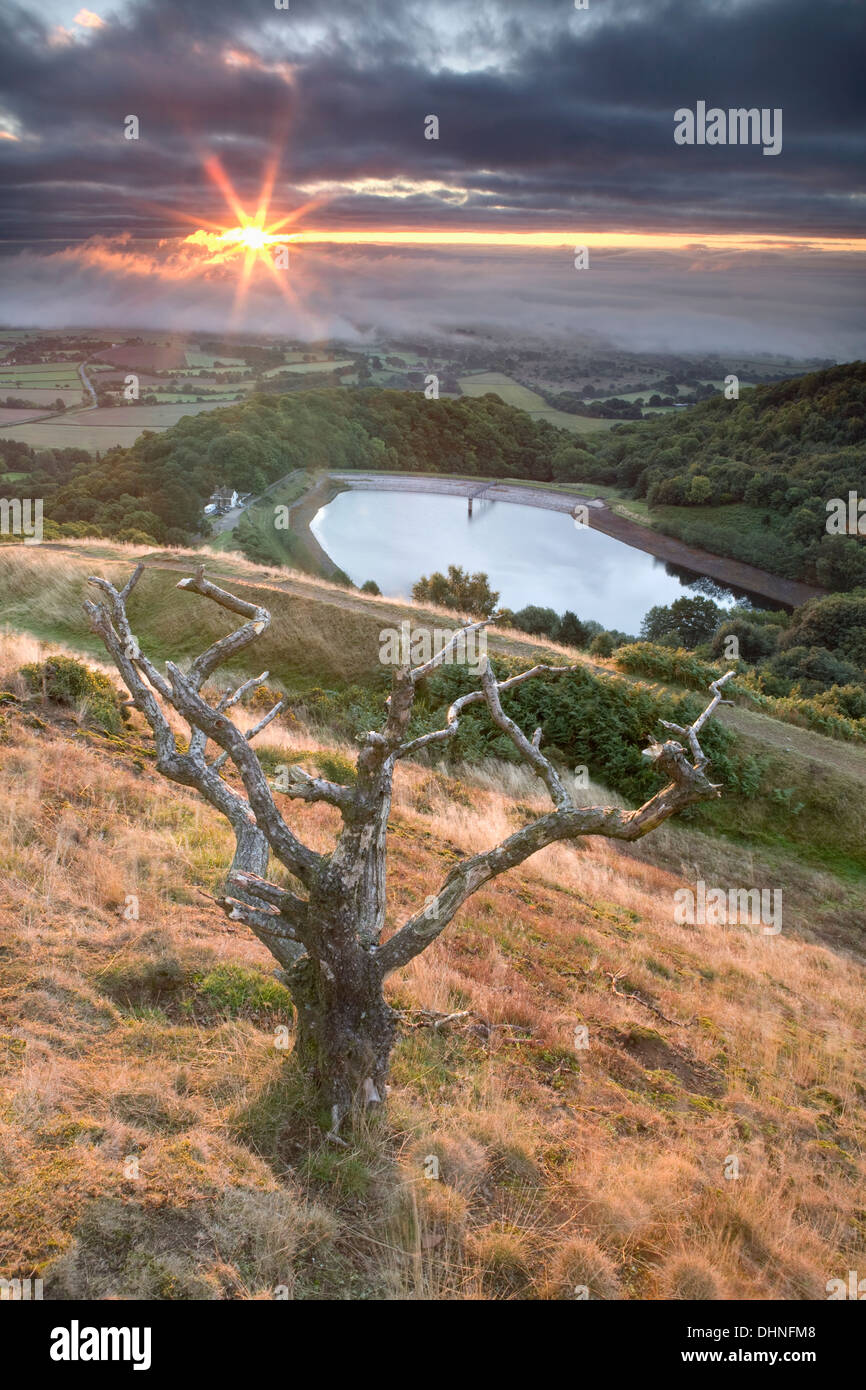 British hawthorn hi-res stock photography and images - Alamy