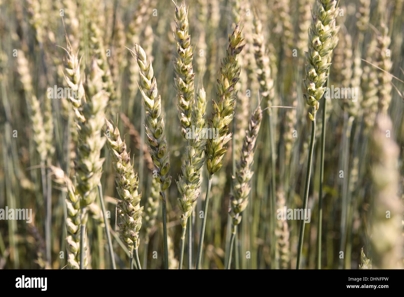 One barley spike hi-res stock photography and images - Alamy