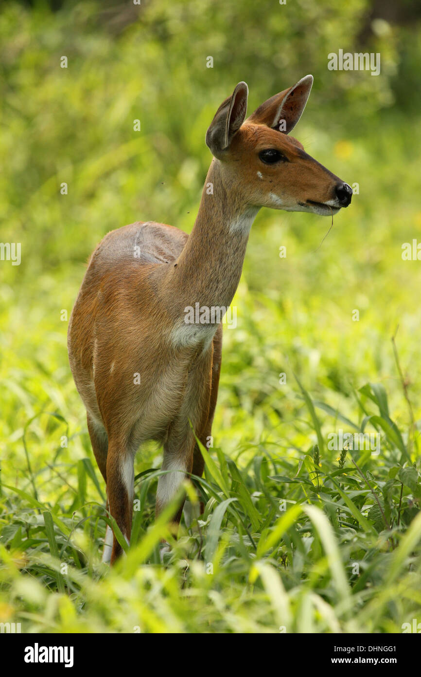 Female bushbuck hi-res stock photography and images - Alamy