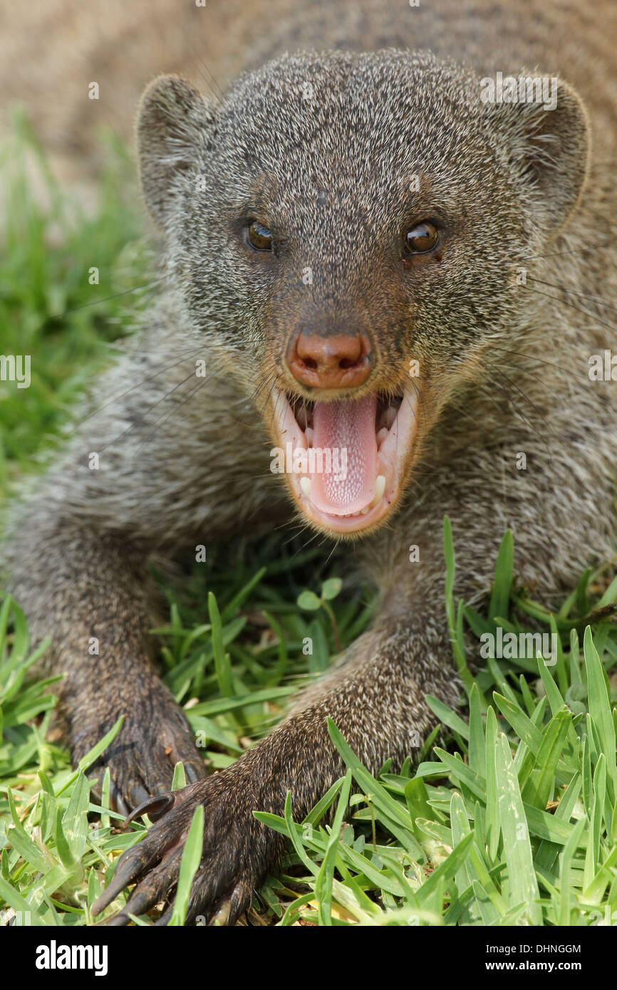 Banded Mongoose at rest Stock Photo - Alamy